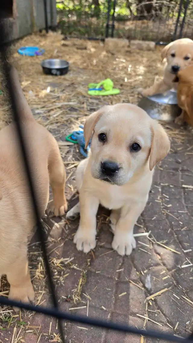 registered labrador retriever puppies Ready to.go | Dogs & Puppies for ...