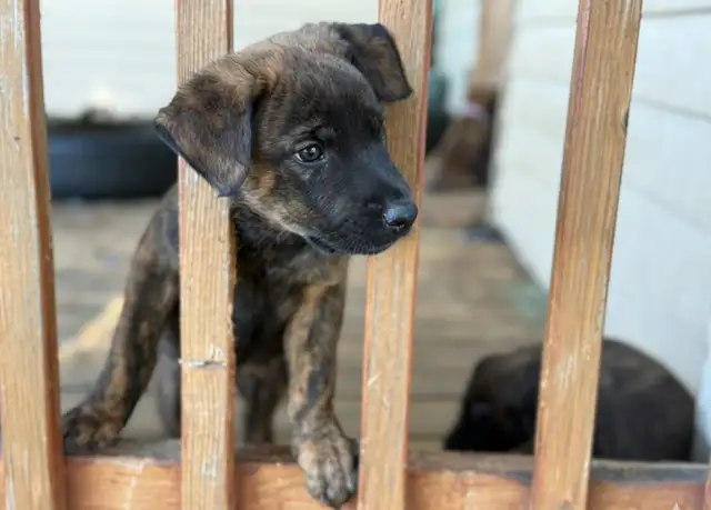 Brindle Rottie Mix Puppies – Strong, Smart, and Stunning | Dogs ...