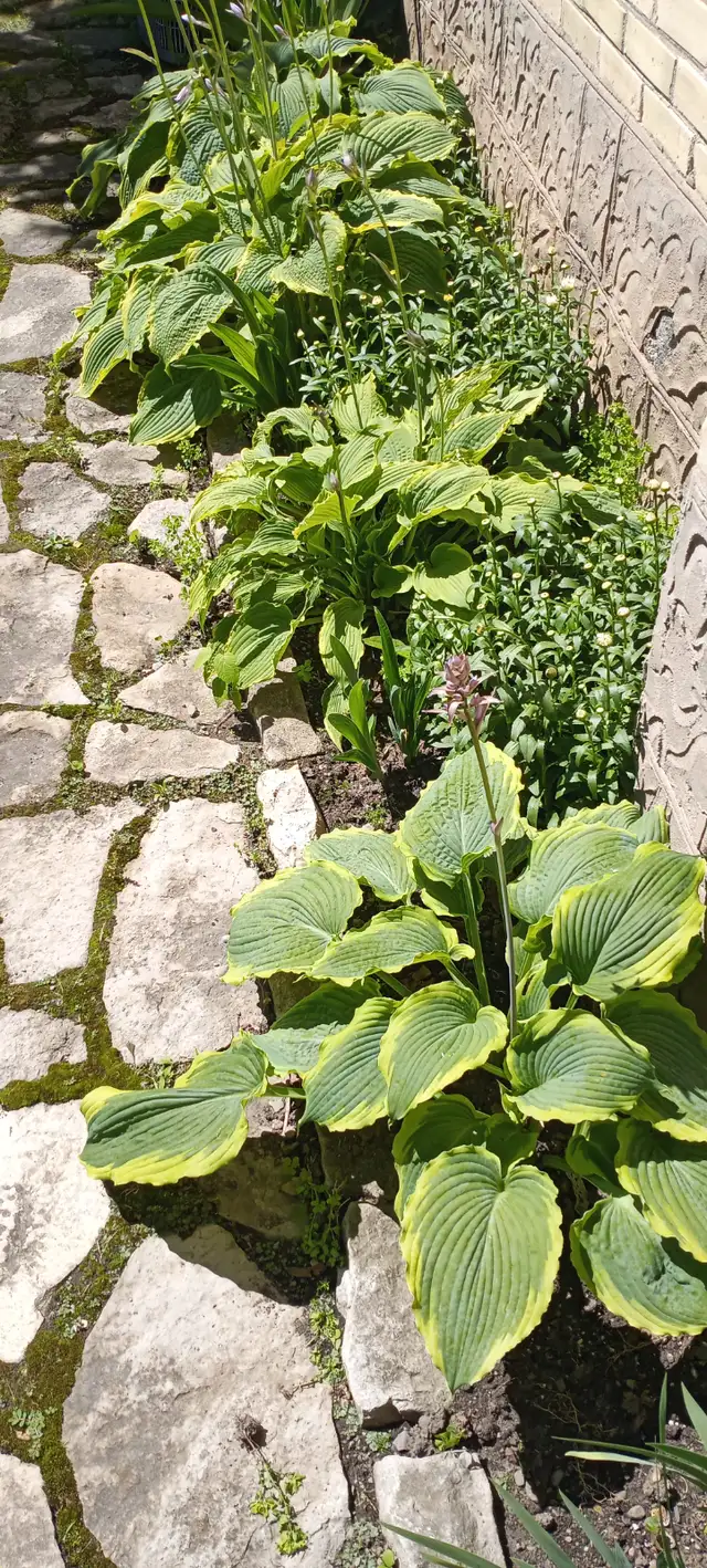 hostas - large variegated hostas | Plants, Fertilizer & Soil ...