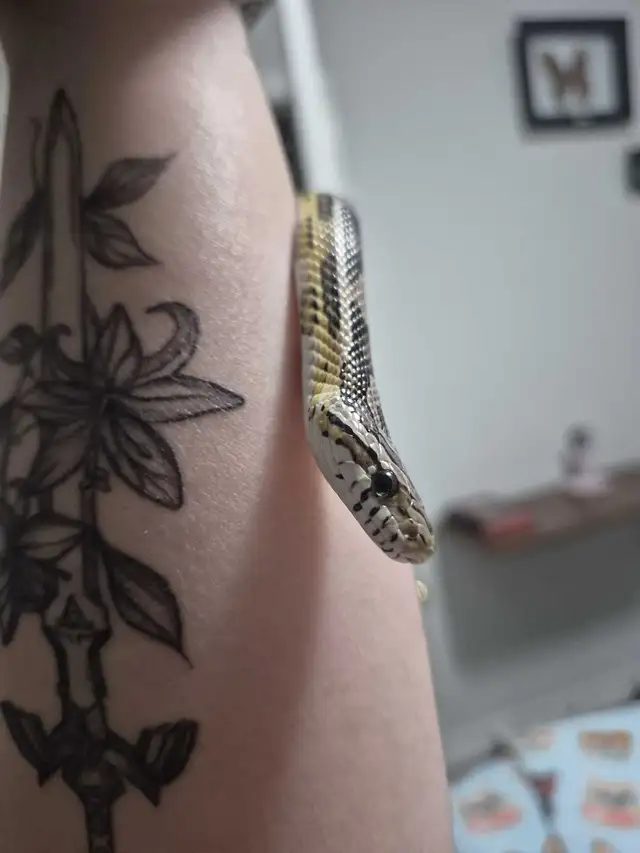 Corn snake Trade ! | Reptiles & Amphibians for Rehoming | Markham ...