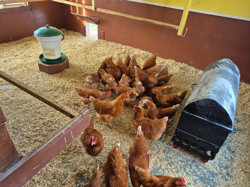 30 Red Sexlink Hens 5 Months old Laying Daily | Livestock | St. John's ...