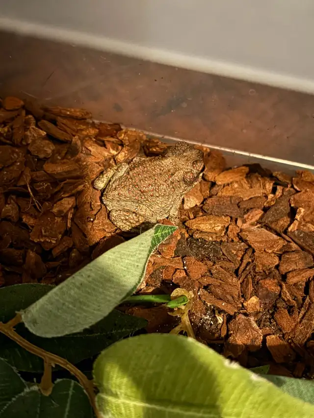 2 red spotted toads with bin enclosure | Reptiles & Amphibians for ...