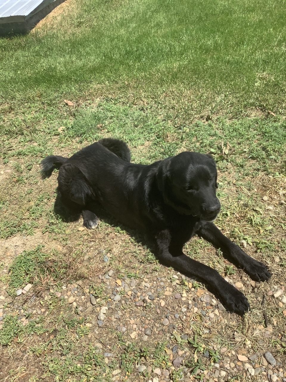 BEAUTIFUL BLACK LAB X WANTS HIS FOREVER HOME. | Dogs & Puppies for ...