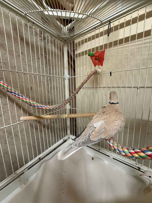 FREE - 3 Ring-Necked doves | Birds for Rehoming | St. Catharines | Free ...