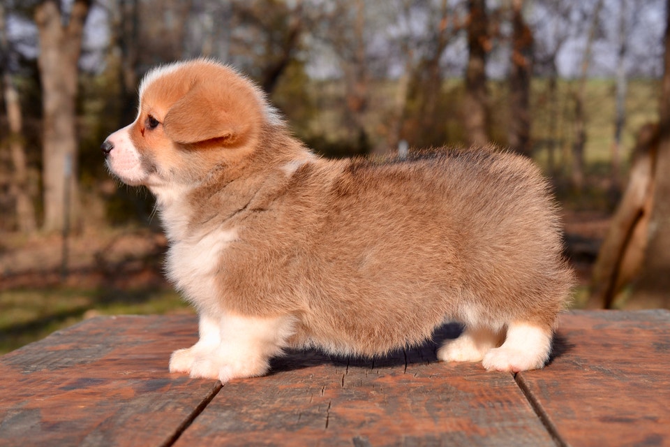 Welsh Corgi Pembroke Pure Race | Dogs & Puppies for Rehoming ...