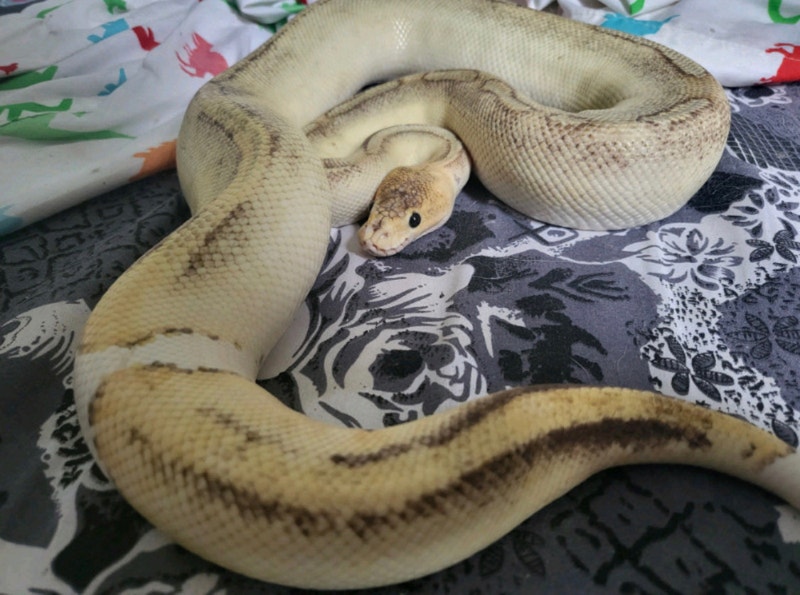 Ball Python and Boa SALE + TANKS | Reptiles & Amphibians for Rehoming ...