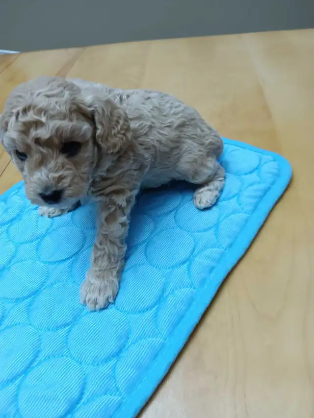 Caniches | Dogs & Puppies for Rehoming | Laurentides | Free local ...