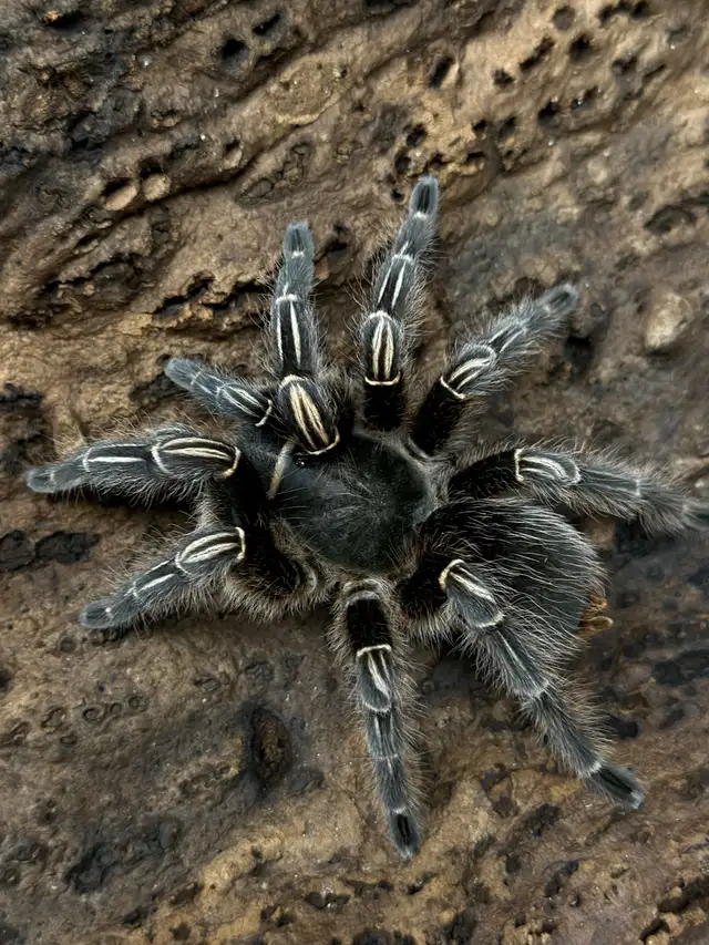 Costa Rican Zebra Tarantulas Avaliable Now! | Reptiles & Amphibians for ...
