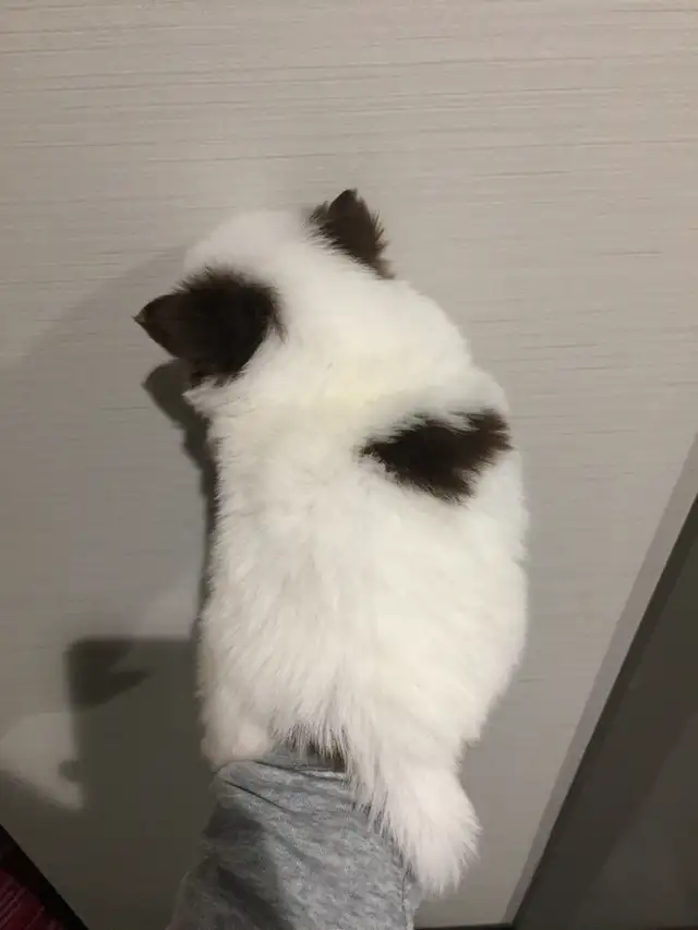 Pomchi x Pug Puppies - 2 left! | Dogs & Puppies for Rehoming | Calgary ...