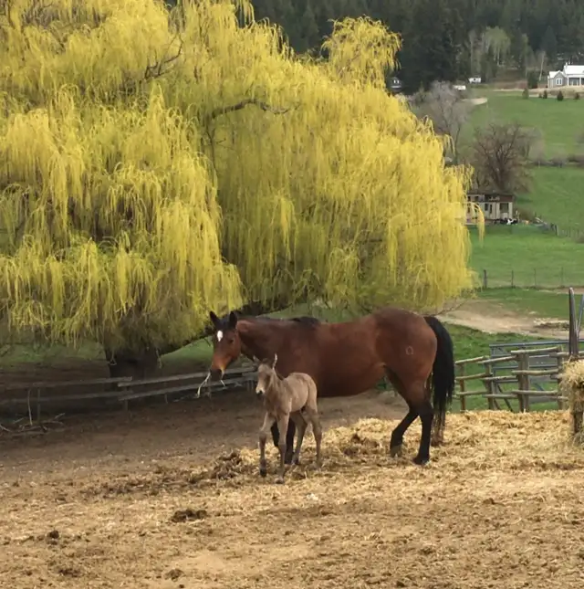 5 Yr Old Gelding Horse For Sale | Horses & Ponies for Rehoming | Red ...