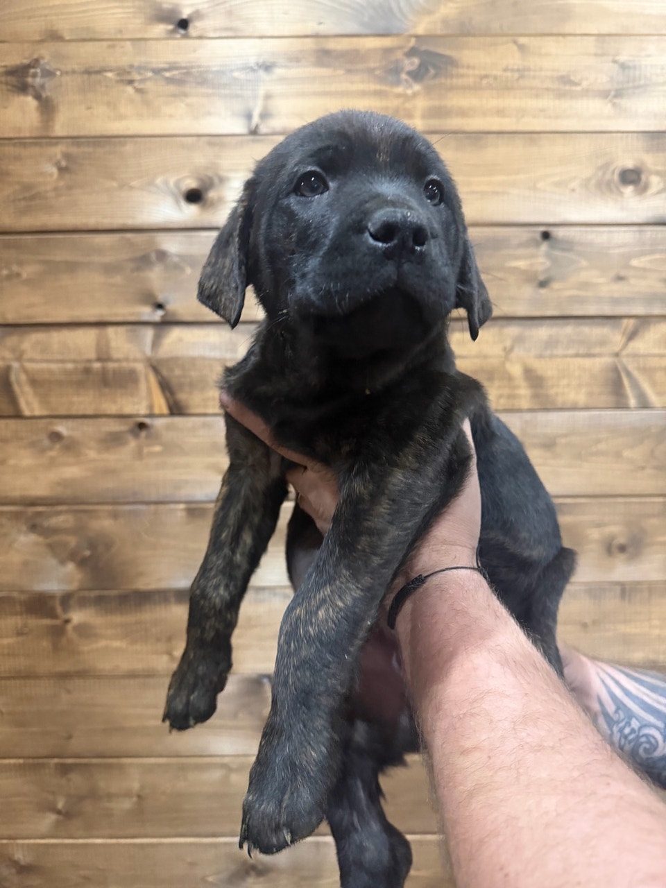 Cane Corso puppies ready to go only males left | Dogs & Puppies for ...