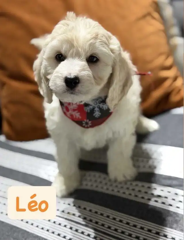 ⭐Chiots Mini Cockapoo ⭐(plus que 2 chiots disponibles)⭐ | Dogs ...