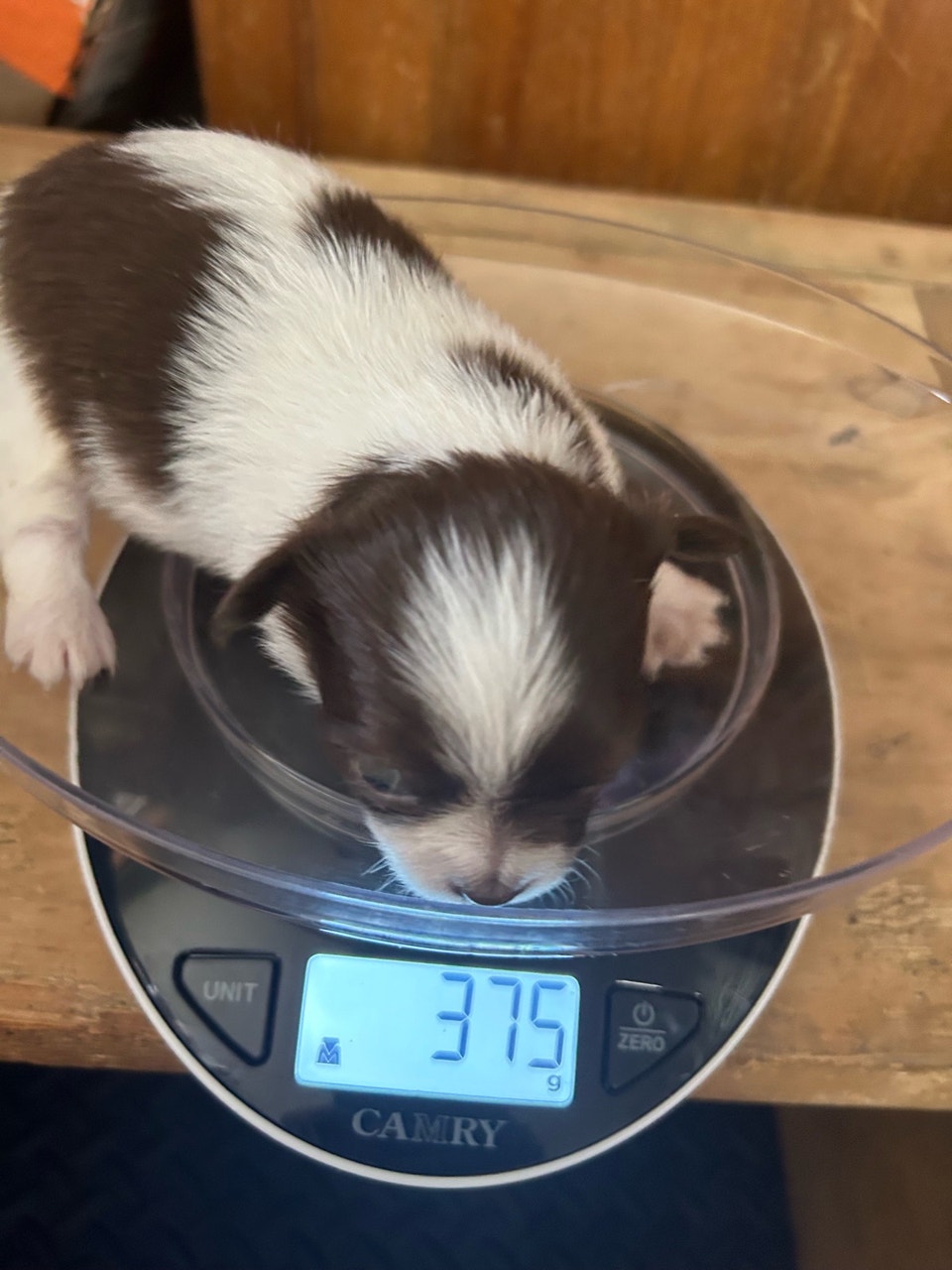 chihuahua puppies for sale | Dogs & Puppies for Rehoming | Hope / Kent ...