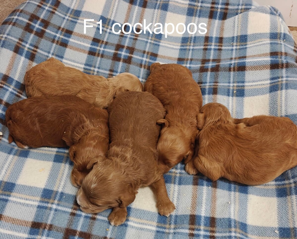 Mini, small/med goldendoodles, mini aussiedoodles and cockapoos | Dogs ...
