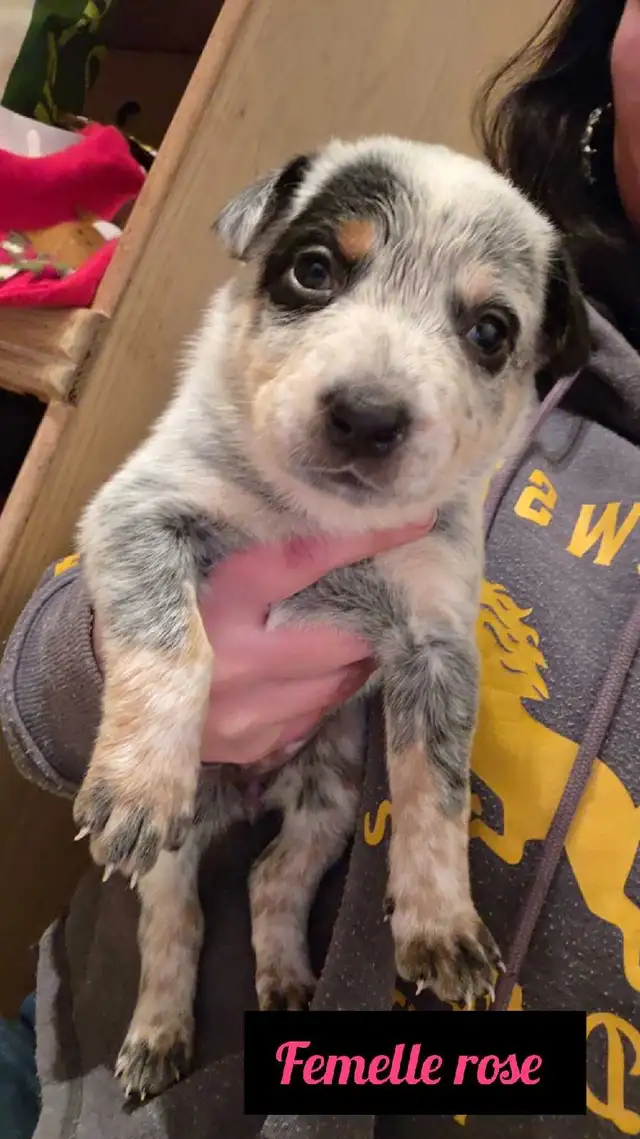 Chiots bouvier australien | Dogs & Puppies for Rehoming | Laval / North ...