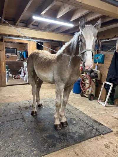 35 ads for belgian in Horses & Ponies for Rehoming in Canada | Kijiji ...