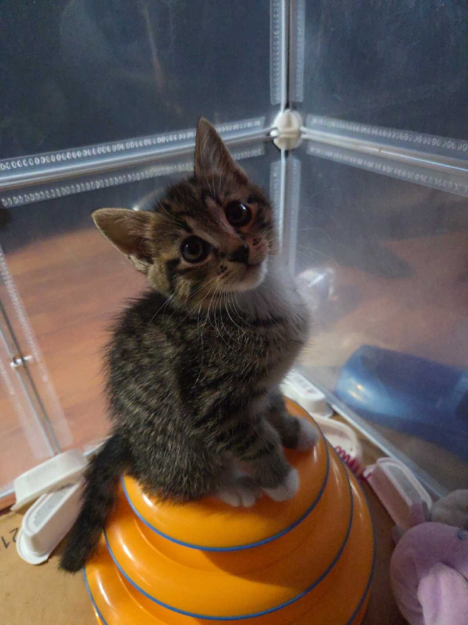 Kittens for adoption | Cats & Kittens for Rehoming | Delta/Surrey ...