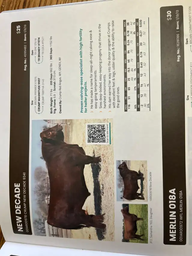 Red Simmental/Angus Bred Heifers | Livestock | Banff / Canmore | Free ...
