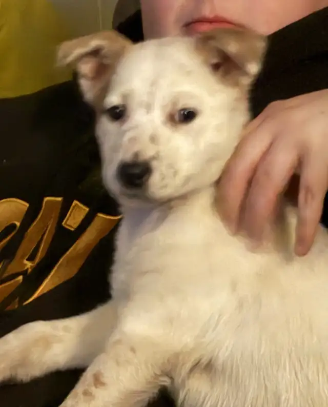 Gorgeous Red Heeler Puppy (undated Jan 12/26) | Dogs & Puppies for ...