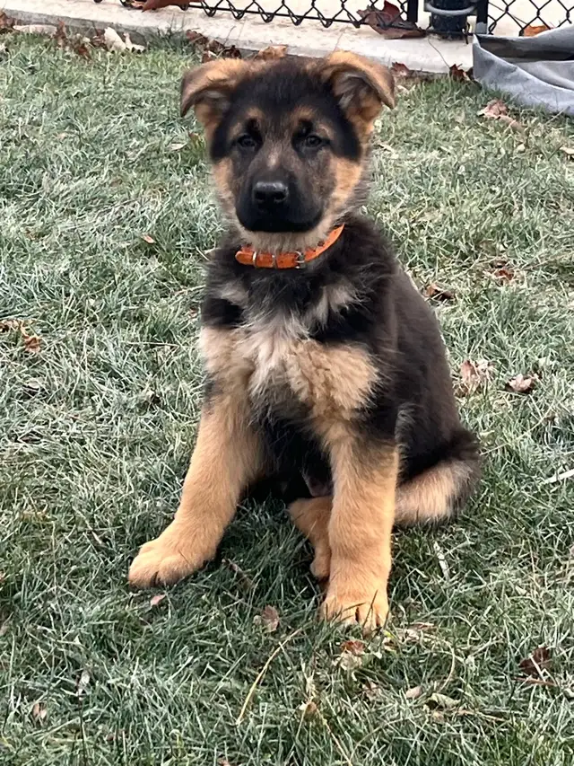 Purebred Puppies German Shepherd - Ready for Christmas! | Dogs ...