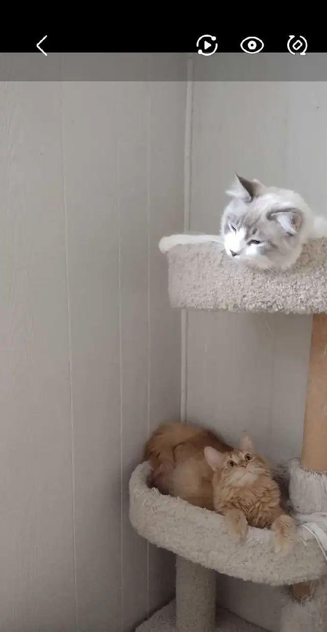 Baby Kittens Angora Persian, Ragdoll mix 1/4 Mainecoon Fluffy | Cats ...