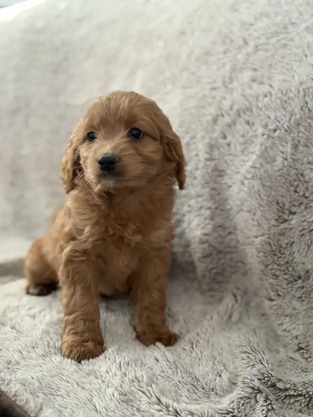 Mini Cockapoo | Dogs & Puppies for Rehoming | City of Montréal | Free ...