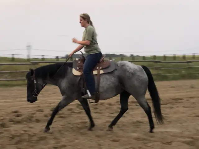 Slick By Design Blue Roan Gelding | Horses & Ponies for Rehoming | St ...