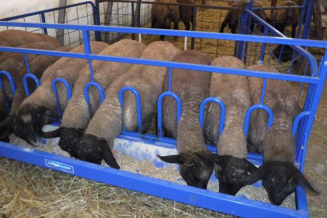 Suffolk Purebred Sheep | Livestock | London | Kijiji Suffolk Purebred Sheep | Livestock | London | Kijiji