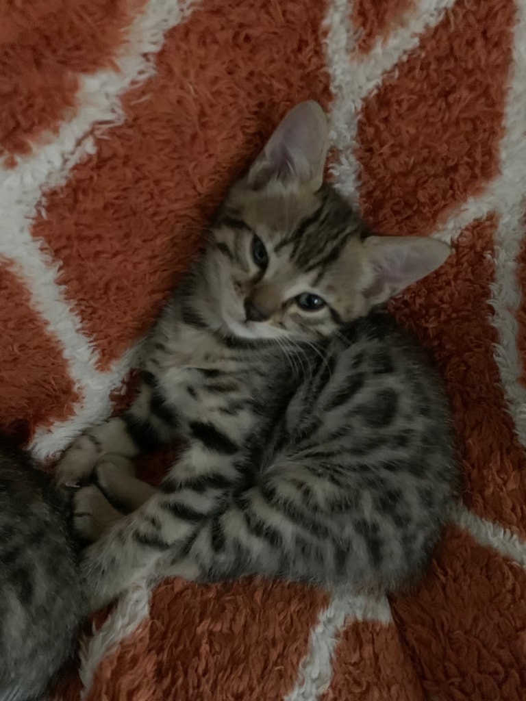 Bengal x Kittens | Cats & Kittens for Rehoming | Calgary | Free local ...