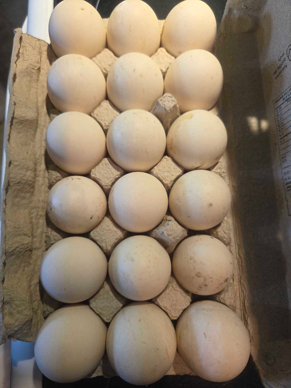 Mix Duck hatching eggs! NO RUNNER IN THE MIX | Livestock | Winnipeg ...