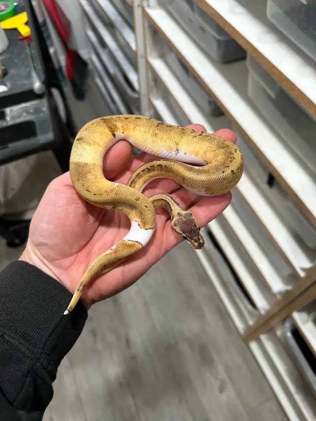 Male Pastel Pin Pied 66% Het DG Ball Python | Reptiles & Amphibians for ...