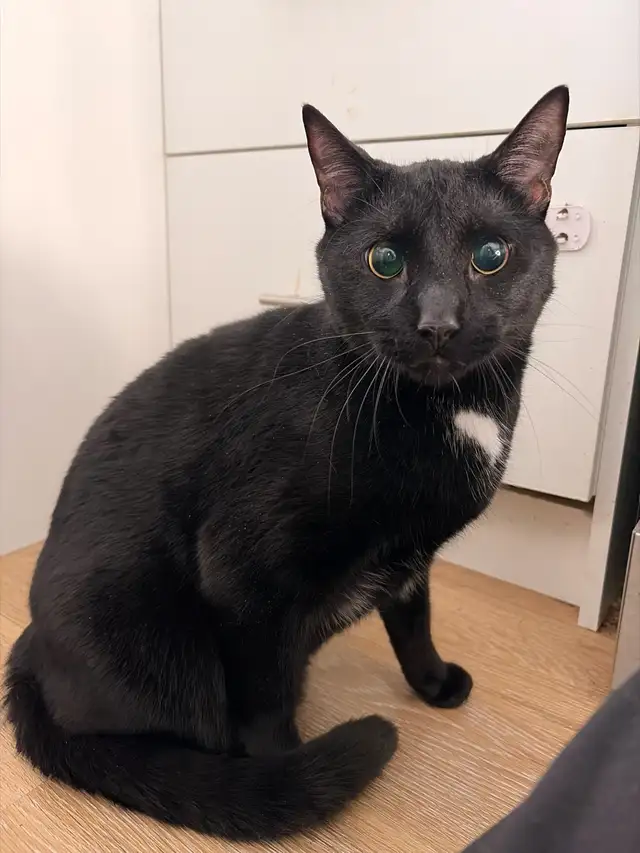 Black Cat - male | Cats & Kittens for Rehoming | Oakville / Halton ...
