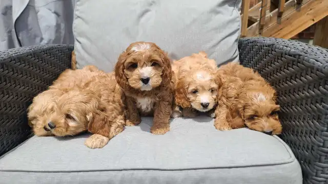 Miniature Cockapoo puppies, available from Feb 01, 2026 | Dogs ...