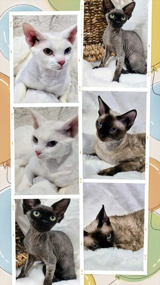 sphynx.bambino/devon rex 2,000$. tous fertile des males | Cats ...