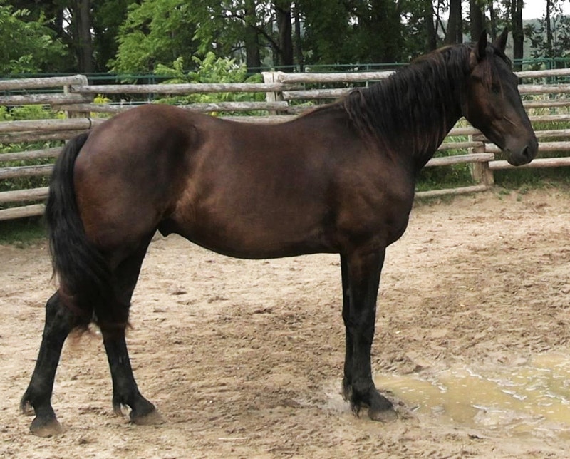 Registered Friesian Sport Horse Gelding - Cheap - Read Full Ad | Horses ...