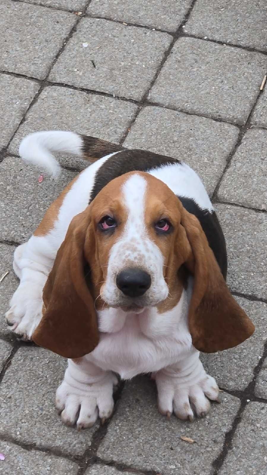 basset hound mâle et femelle | Dogs & Puppies for Rehoming ...