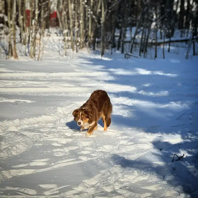 Red Merle Red Tri Border Collie Puppies - READY TO GO NOW | Dogs ...