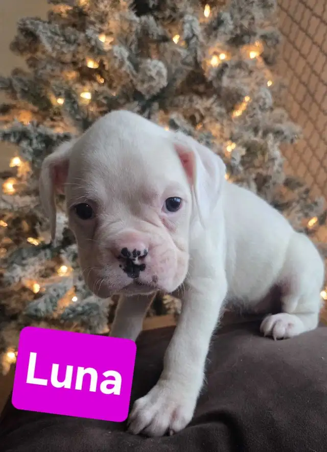 1 fenale Boxer left | Dogs & Puppies for Rehoming | City of Halifax ...