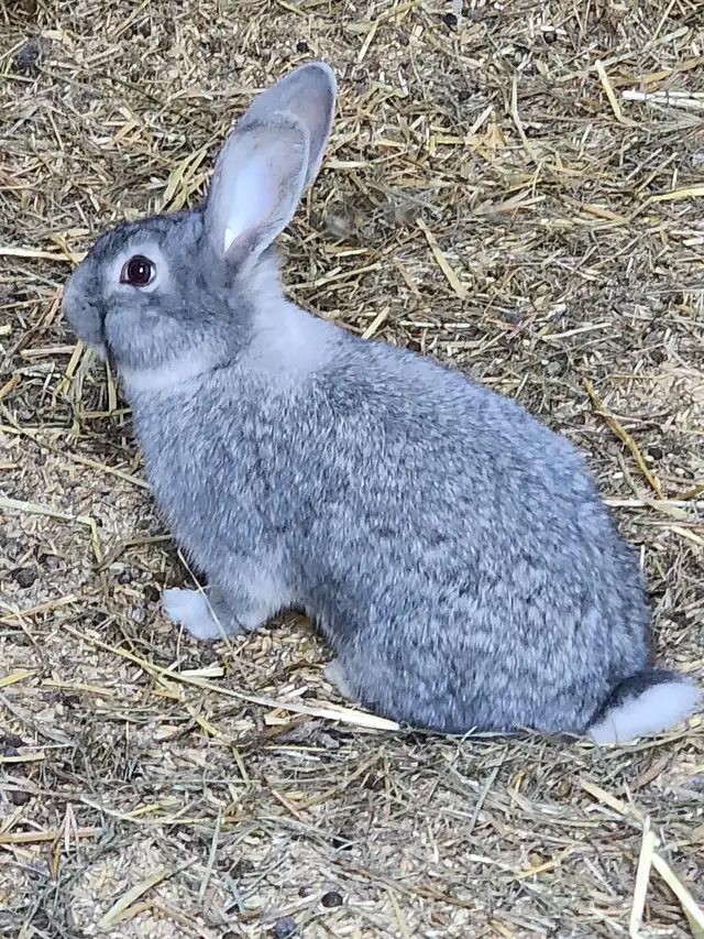 Young Flemish Giant Rabbits | Livestock | Edmonton | Free local ...