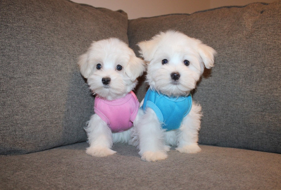 TEDDY BEAR MALTESE X 2 BOYS LEFT!!!! | Dogs & Puppies for Rehoming ...