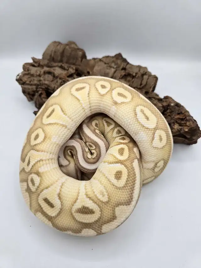 Huge Snake Sale!! | Reptiles & Amphibians for Rehoming | Markham / York ...