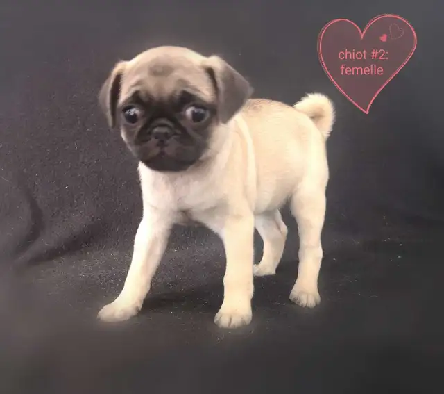 Chiots Pug Carlin mâles/femelles prêts à partir! Ready ! | Dogs ...