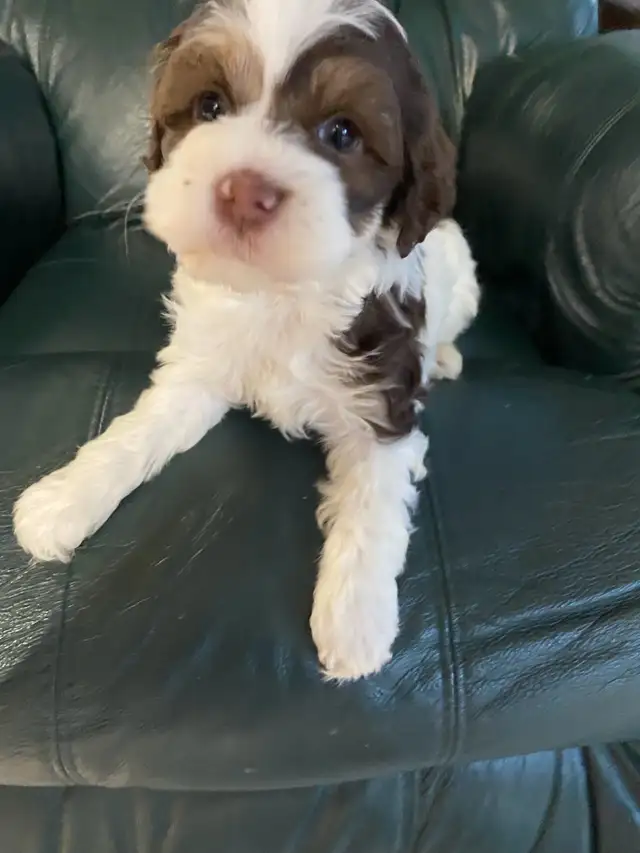 cockapoo puppies | Dogs & Puppies for Rehoming | 100 Mile House | Free ...