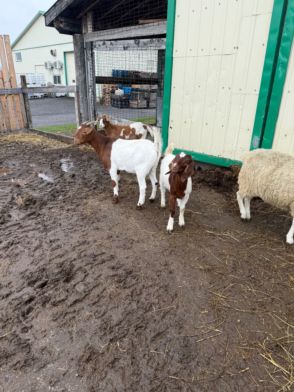 Chèvre à vendre | Livestock | Saint-Jean-sur-Richelieu | Free local ...