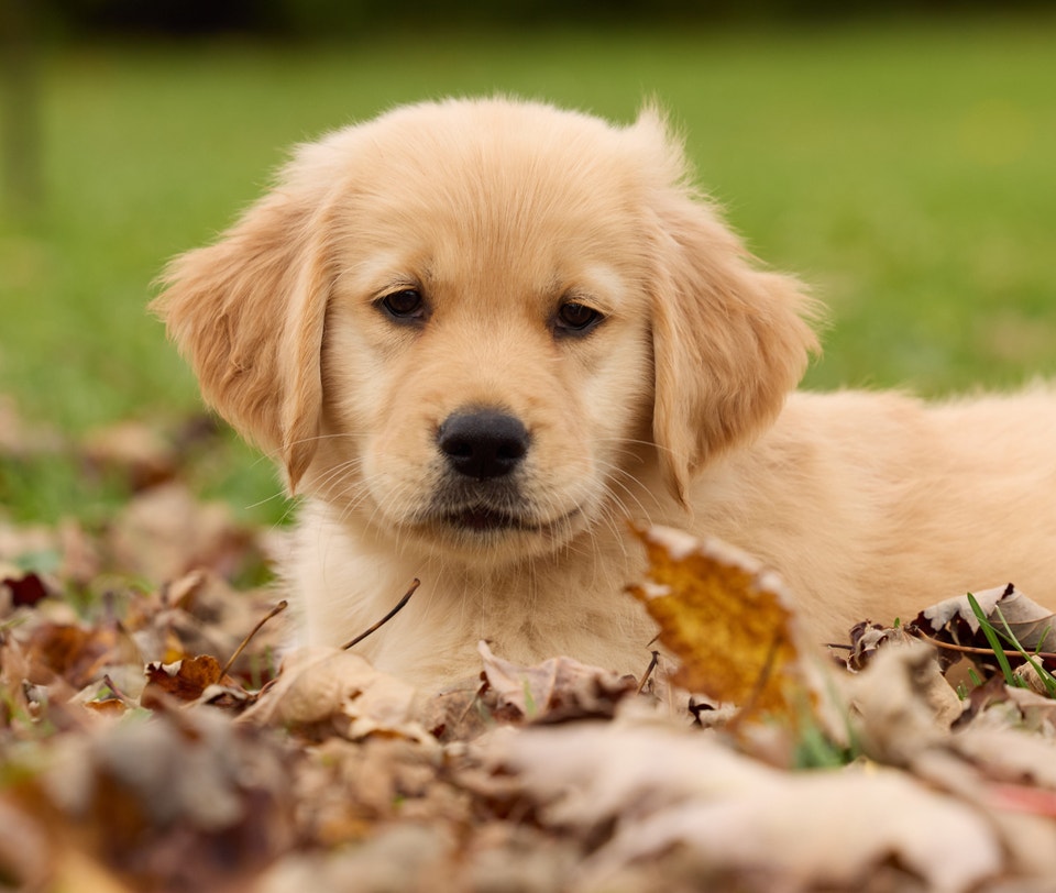 Golden Retriever Puppies: Purebred CKC Registered | Dogs & Puppies for ...