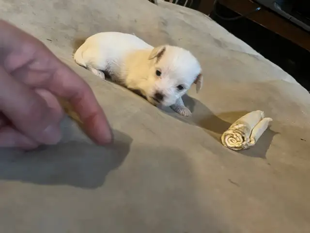 Shih Poo Chihuahua Mix ( pending /sold) | Dogs & Puppies for Rehoming ...