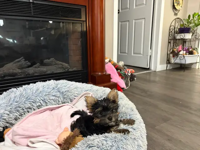 Yorkie puppy | Dogs & Puppies for Rehoming | Quesnel | Free local ...