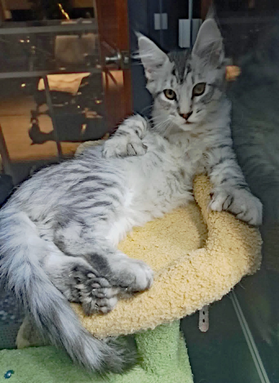 2 CHATONS MAINE COON, RARES POLYDACTILES 6-6-6-6 MALE ET FEMELLE | Cats ...