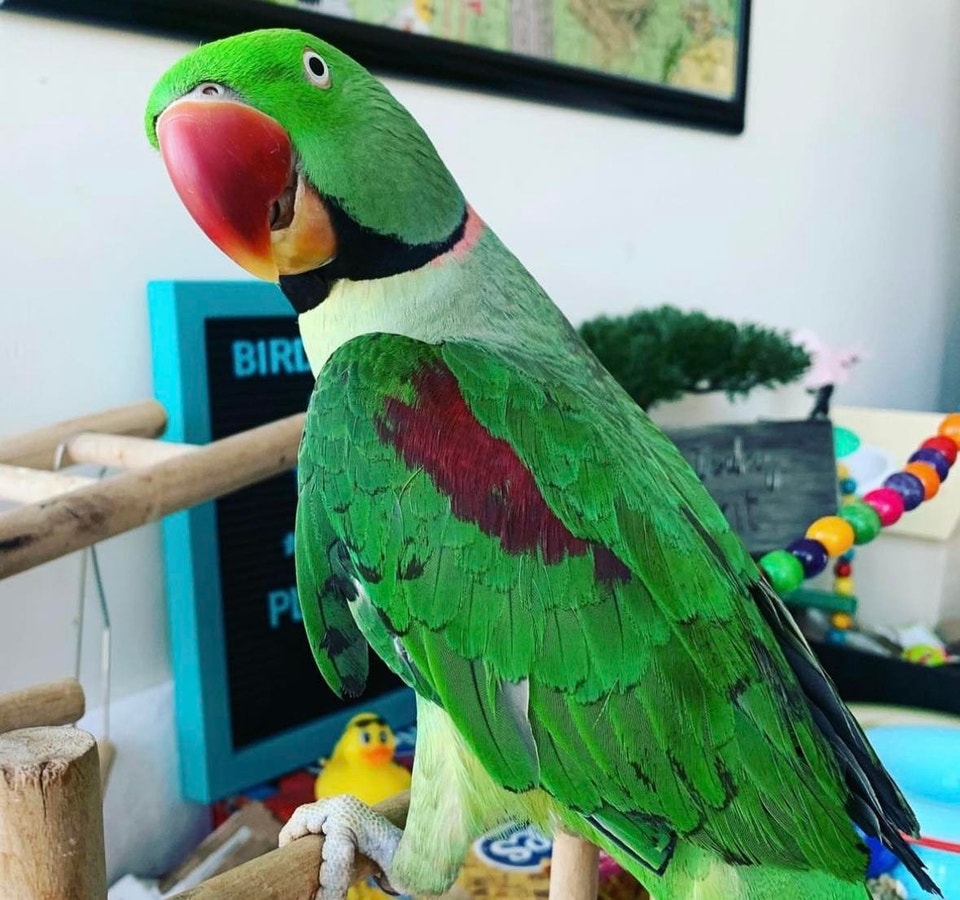 PARROT NAIL/WING CLIPPING AND BIRD SITTING - IN MISSISSAUGA! | Animal ...