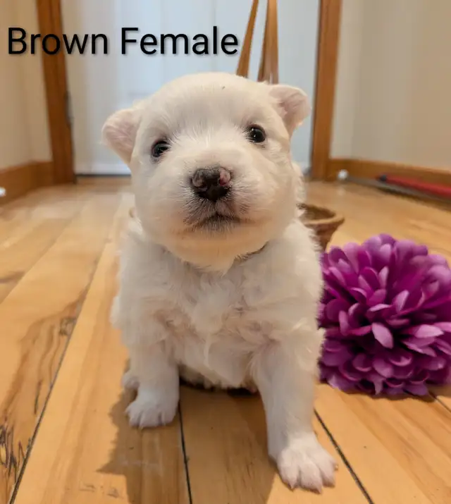 Beautiful Purebred American Eskimos - Minature/ small adult size | Dogs ...